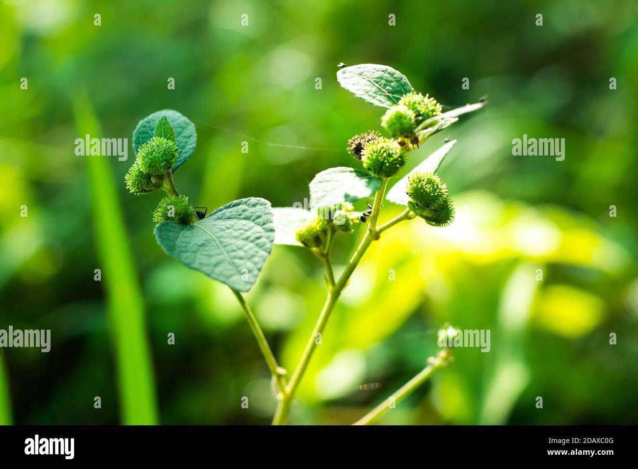 Small grass fruit with thorns and ant on it for find feed Stock Photo ...