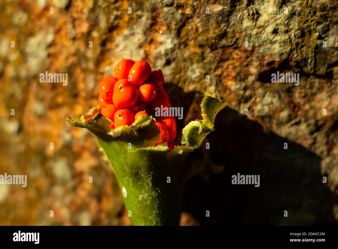 Kochu Plant High Resolution Stock Photography and Images - Alamy