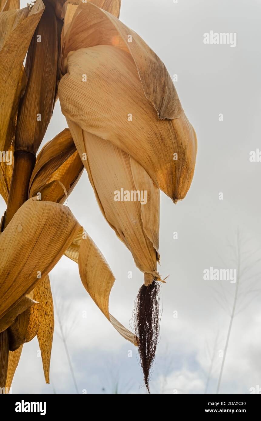 Bending downward, and against the background of the grey cloudy sky is ...