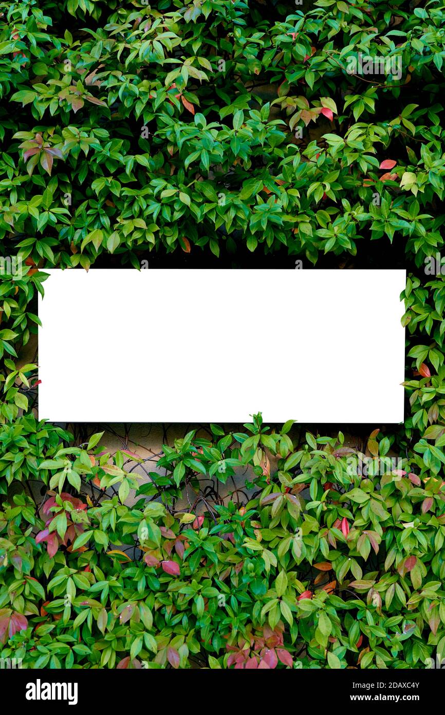 Creative layout foliage forest hi-res stock photography and images - Alamy