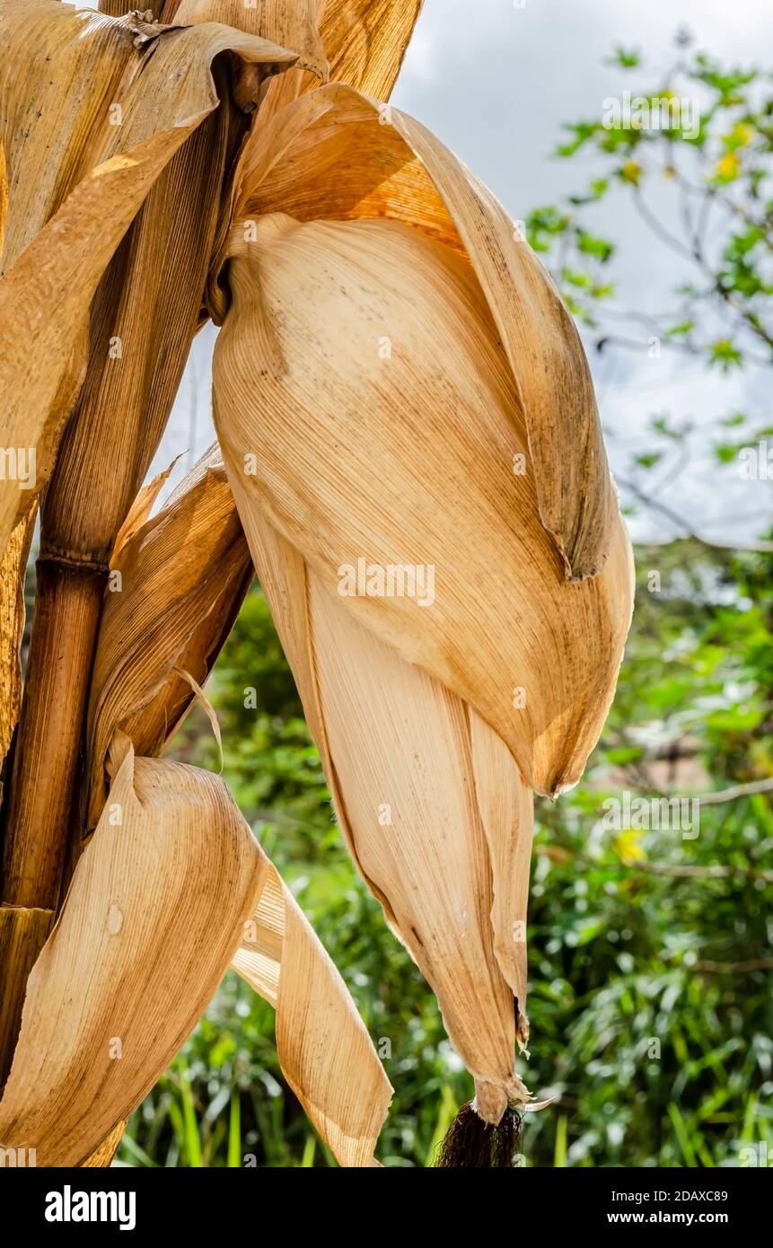 Corn stover hi-res stock photography and images - Alamy