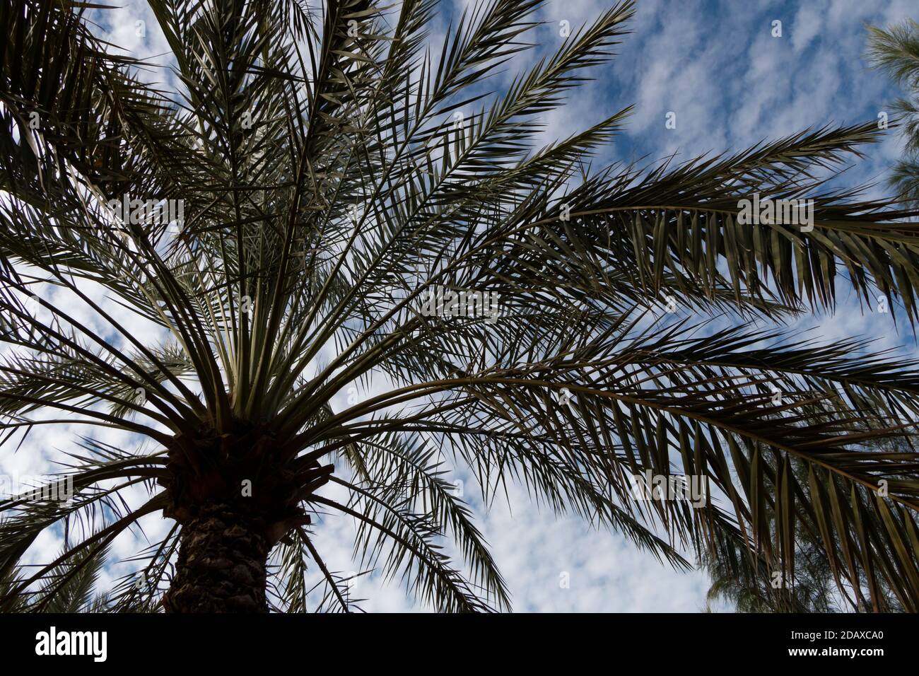 Date tree hi-res stock photography and images - Alamy