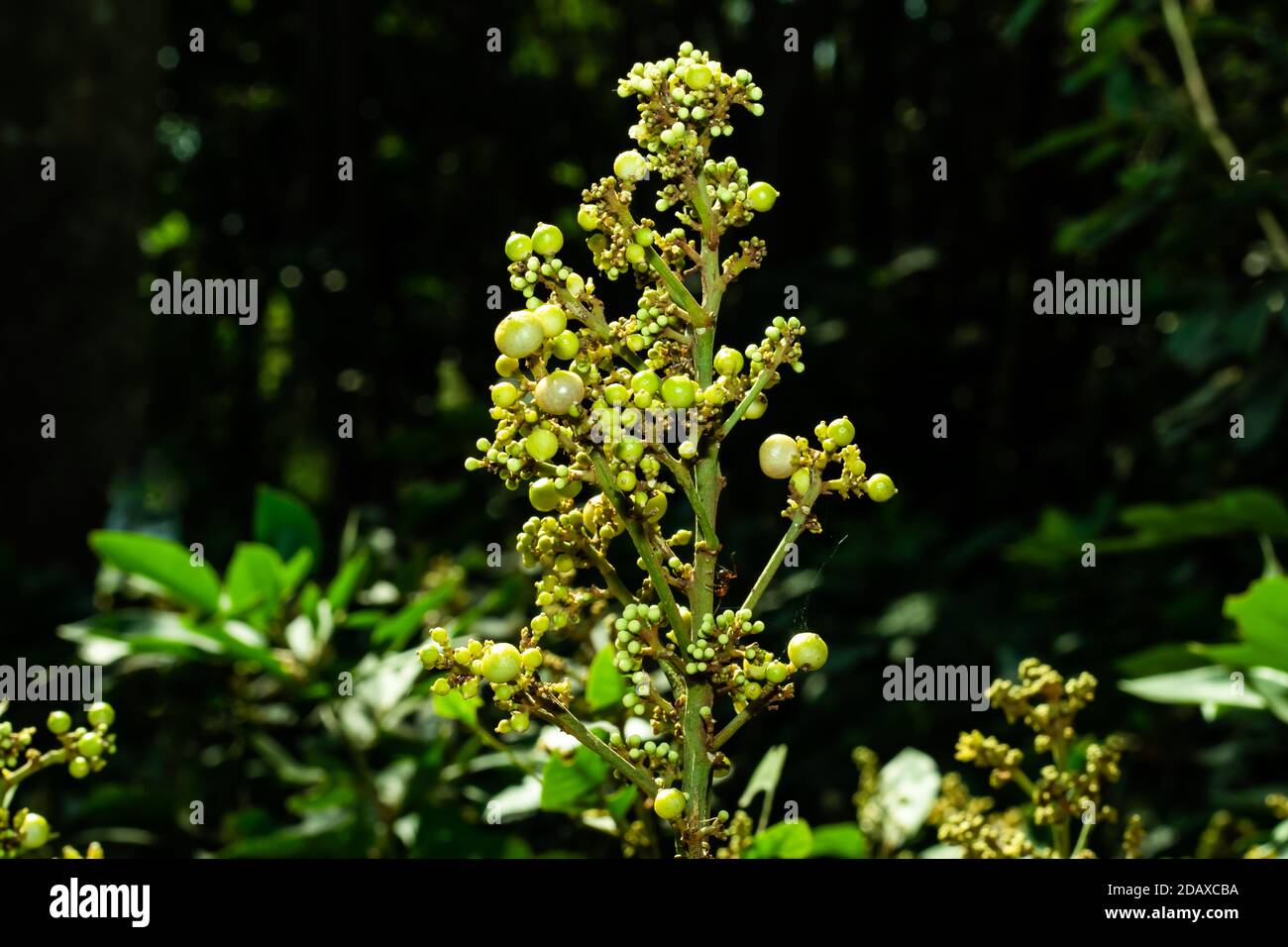 Vitis or Grapevines is a genus of 79 accepted species of vining plants ...