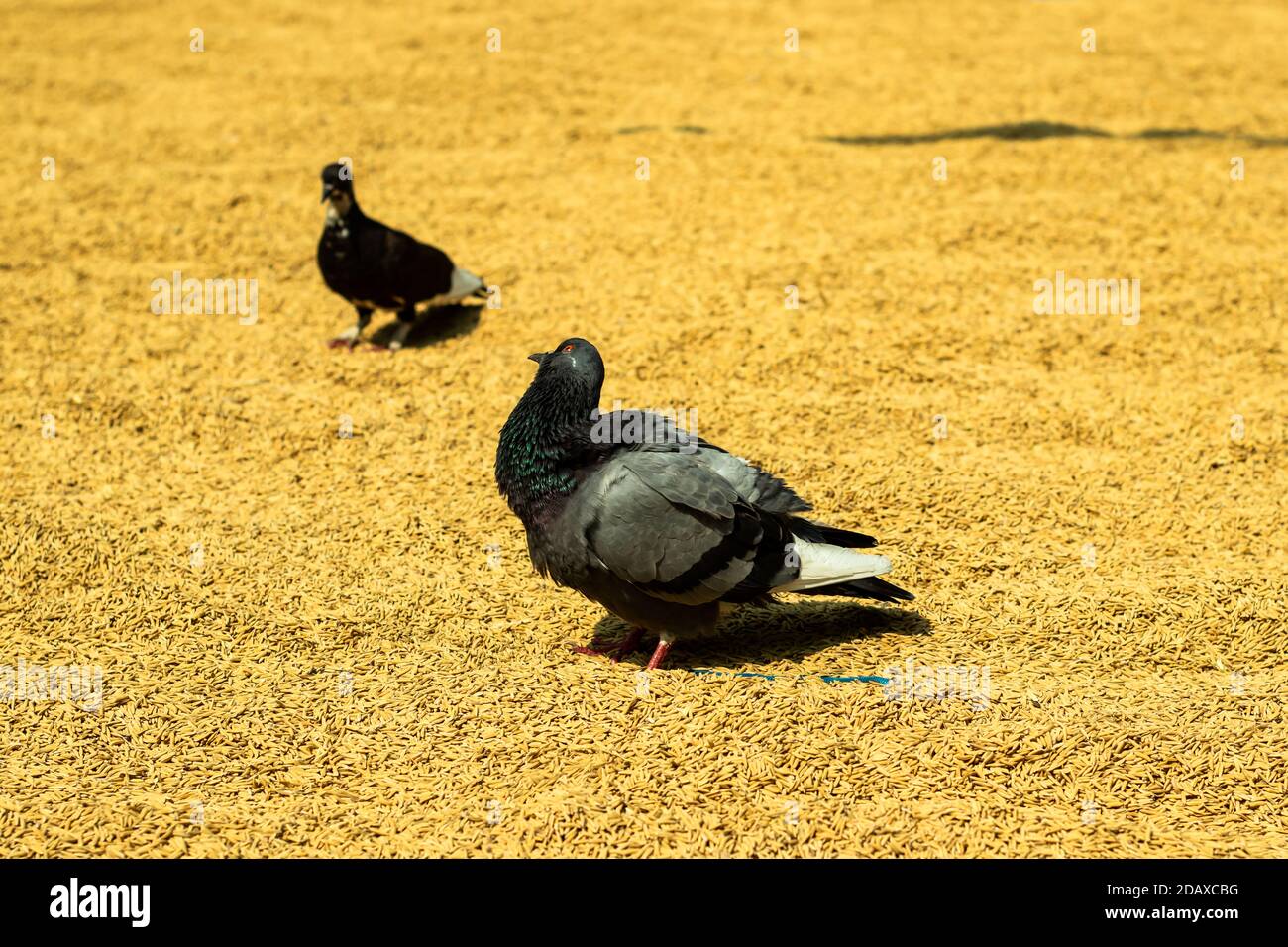 Two pigeon stand on rice looking each other and eating rice Stock Photo ...