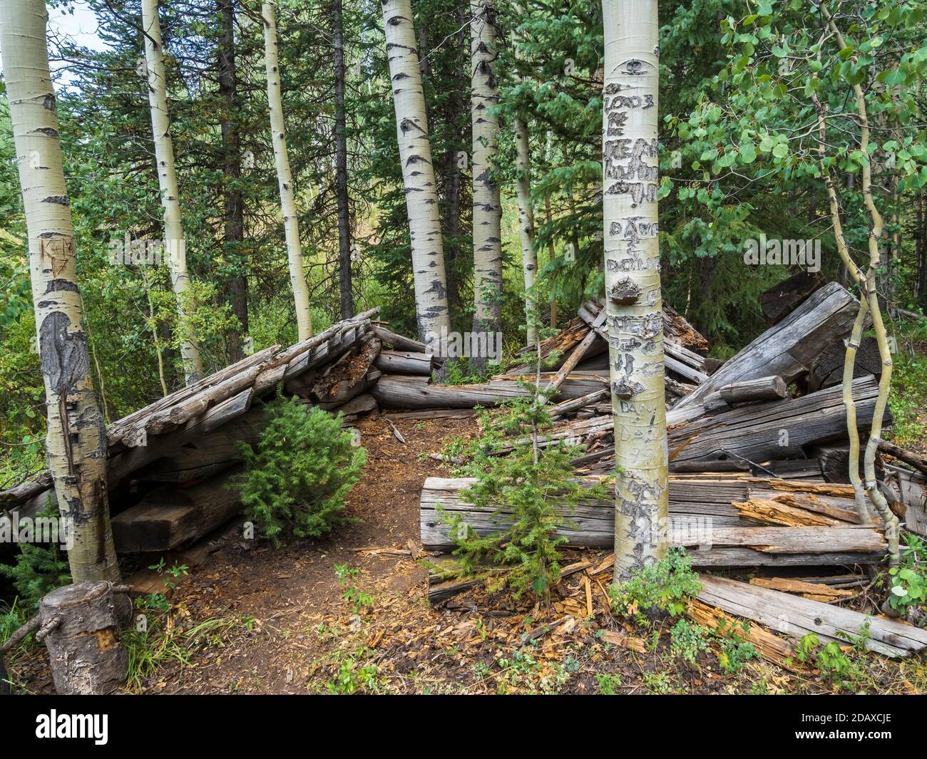 Remains of an old shack, Kannah Creek Trail, Grand Mesa, Colorado Stock ...