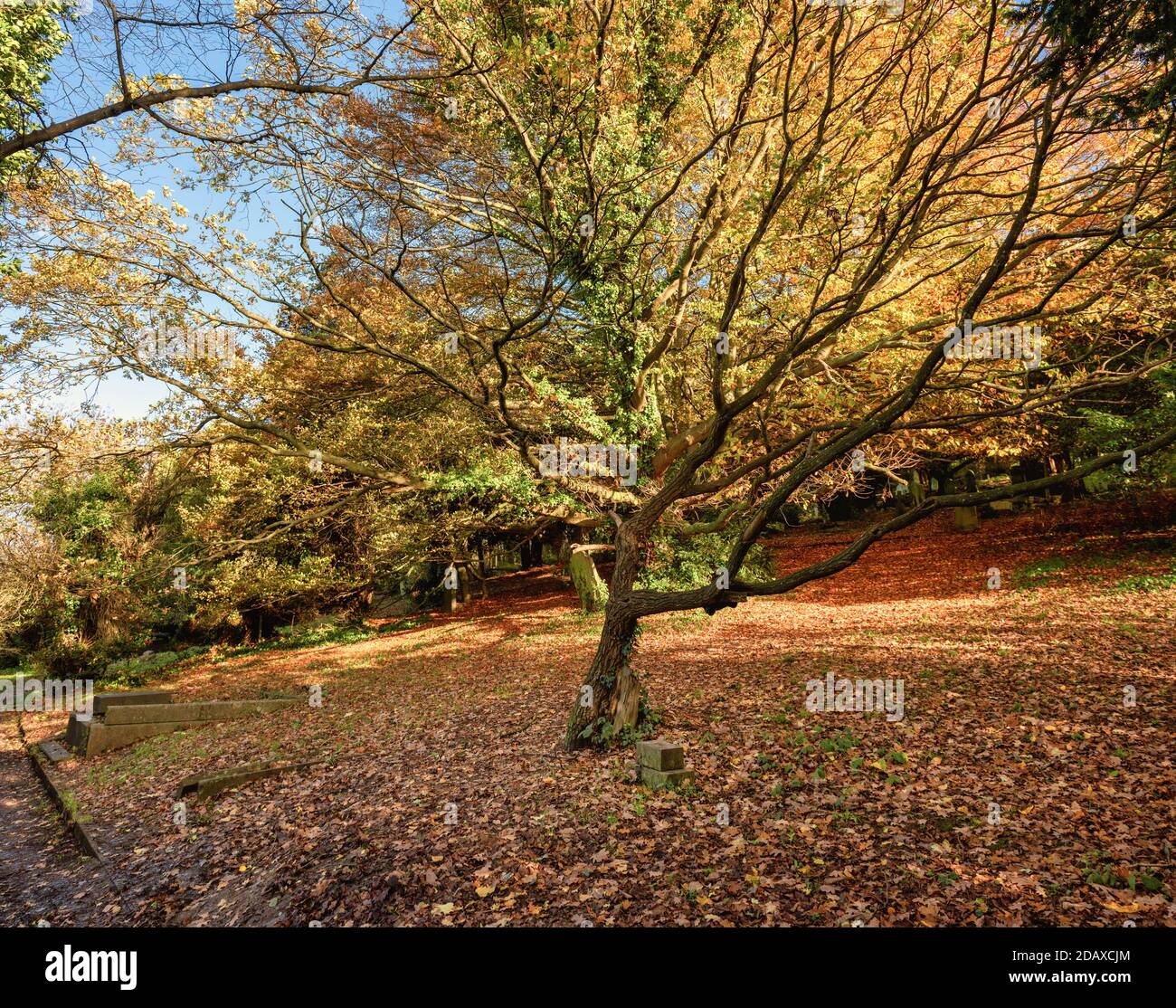 Beautiful autumn branches on tree hi-res stock photography and images ...