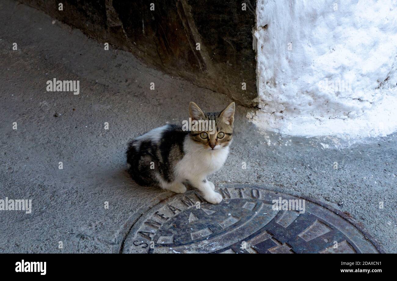 young cat in sewer sanitation Stock Photo - Alamy