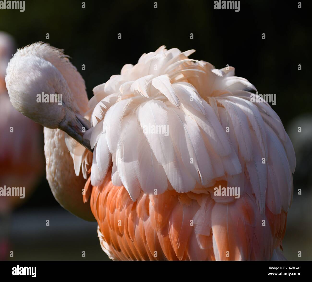 A picture of a Chilean flamingo preening it's feathers Stock Photo - Alamy