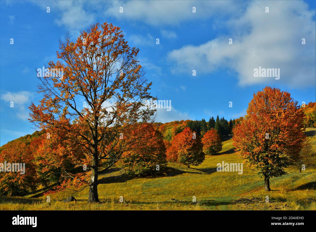A densely forested area covered with colorful bright autumn foliage ...