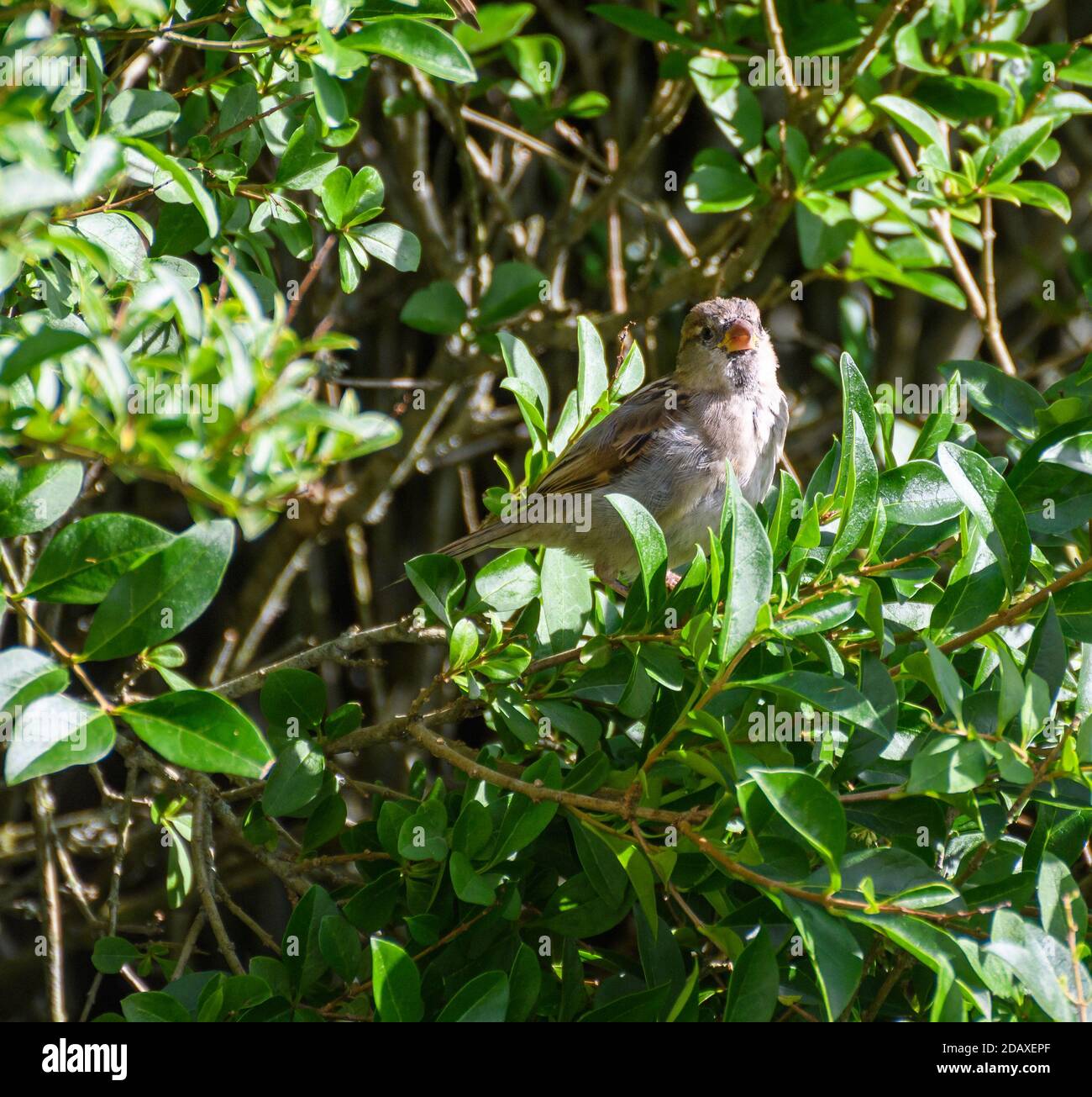 Tree sparrow british isles hi-res stock photography and images - Alamy