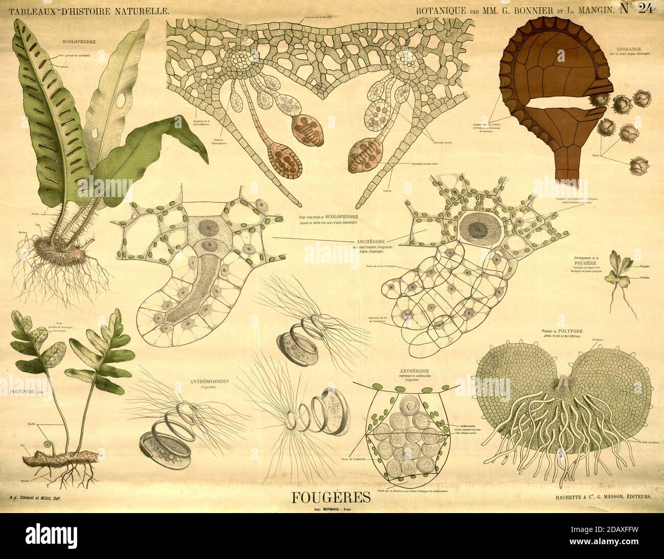 1896 ca , Paris , FRANCE : The french botanist GASTON BONNIER ( 1853 ...