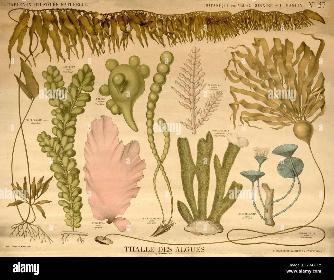 1896 ca , Paris , FRANCE : The french botanist GASTON BONNIER ( 1853 ...