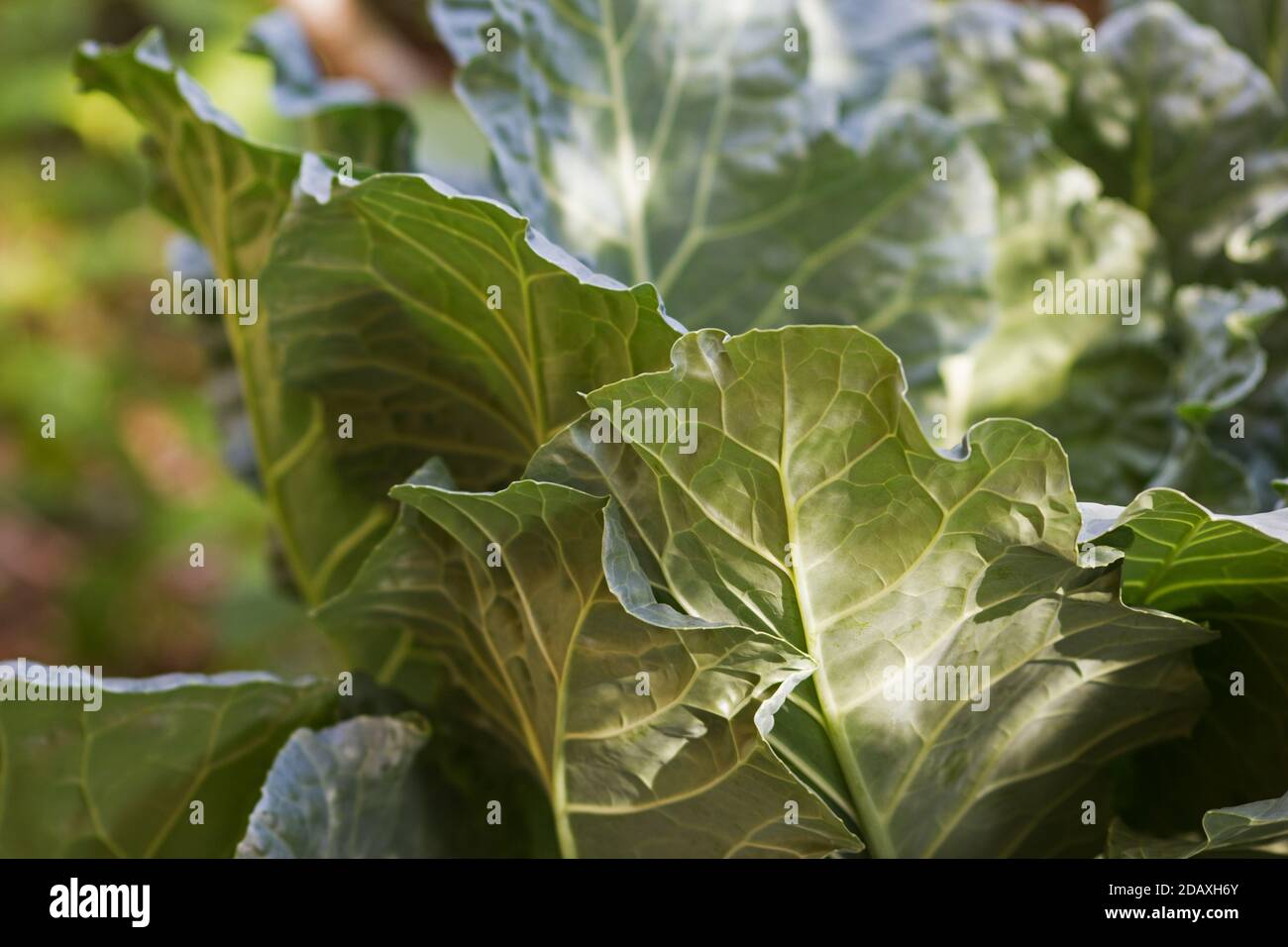Fresh collard greens hi-res stock photography and images - Alamy
