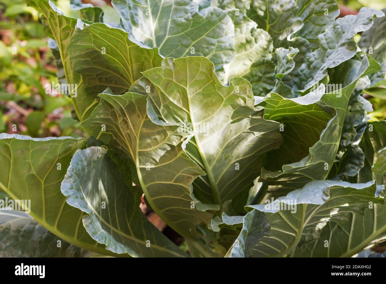 Collard greens hi-res stock photography and images - Alamy