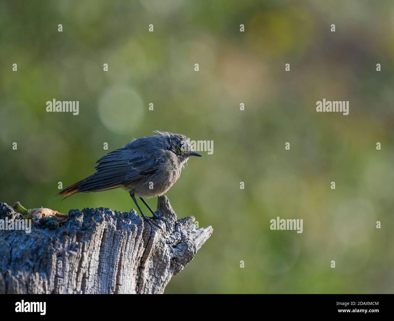 Black redstart on his innkeeper Stock Photo - Alamy