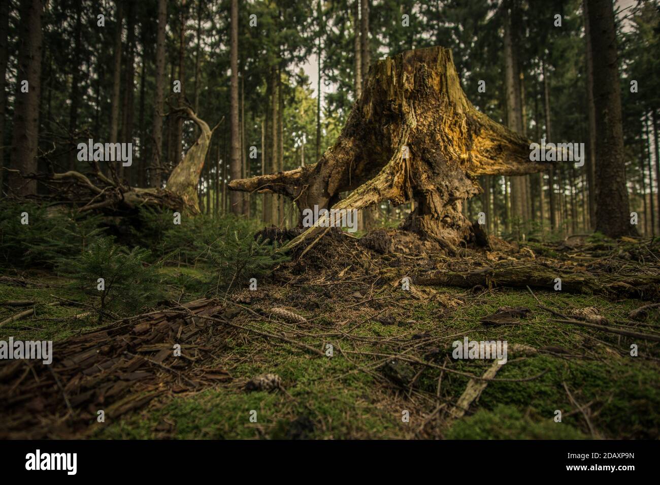 Old dark spruce forest hi-res stock photography and images - Alamy