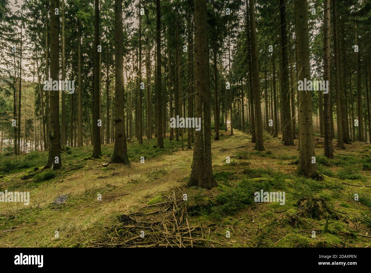 German wilderness hi-res stock photography and images - Alamy
