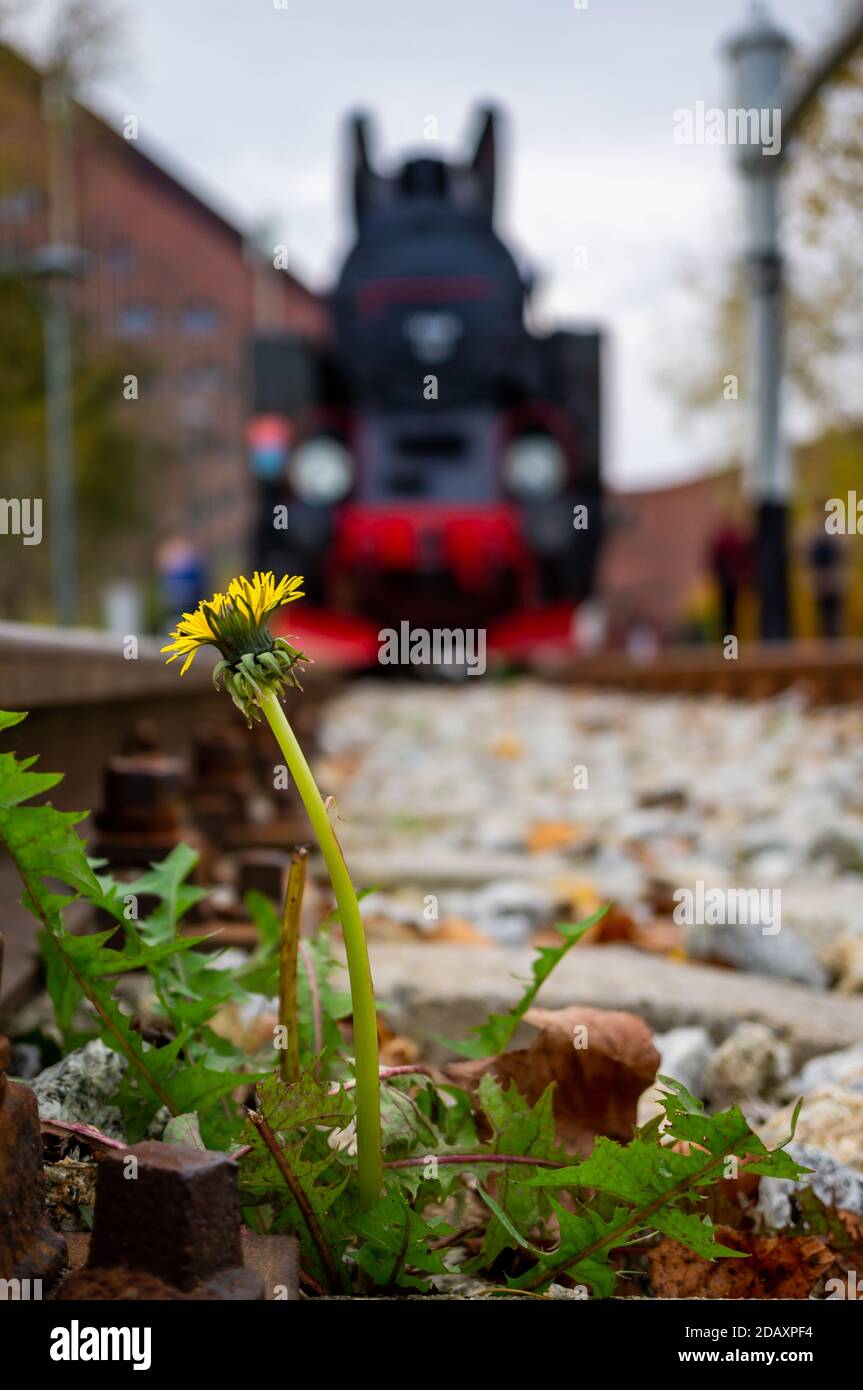 Vertical selective shot of a yellow flower on blurred train background ...
