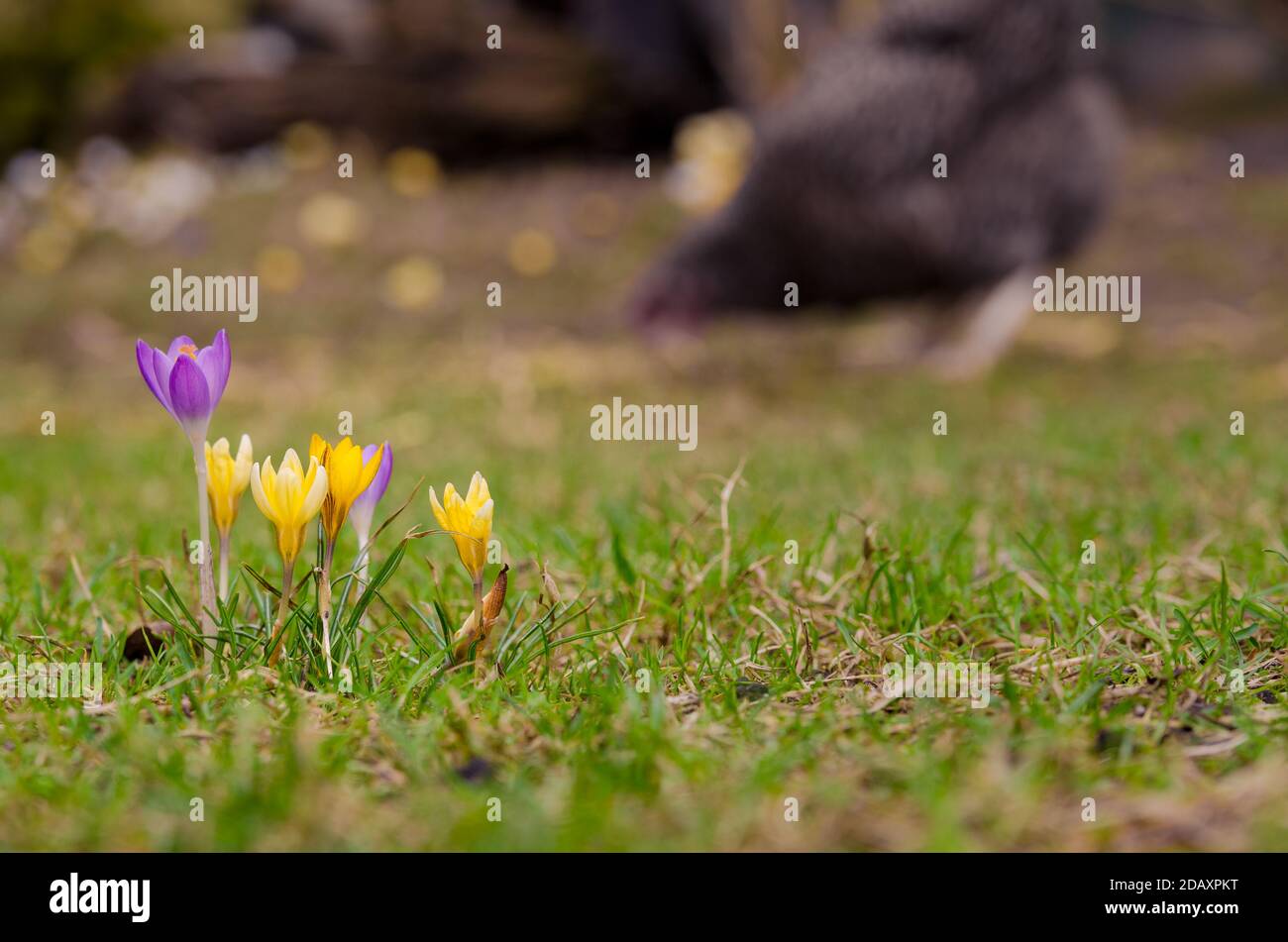 Beautiful chicken garden hi-res stock photography and images - Alamy