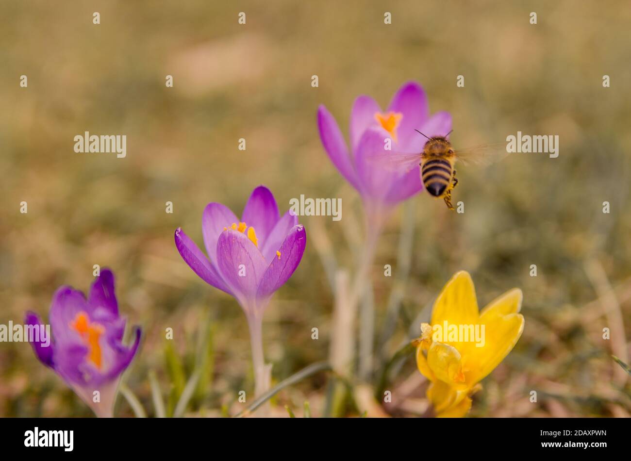 Spring bee hi-res stock photography and images - Alamy