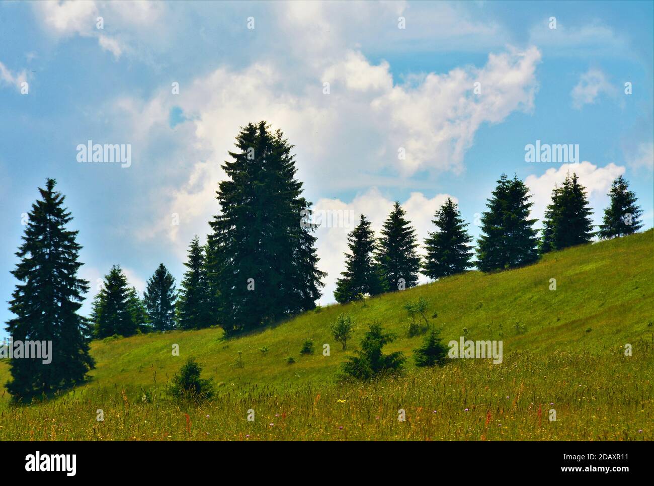 Beautiful cloudscape over a fresh grass-covered hillside with evergreen ...