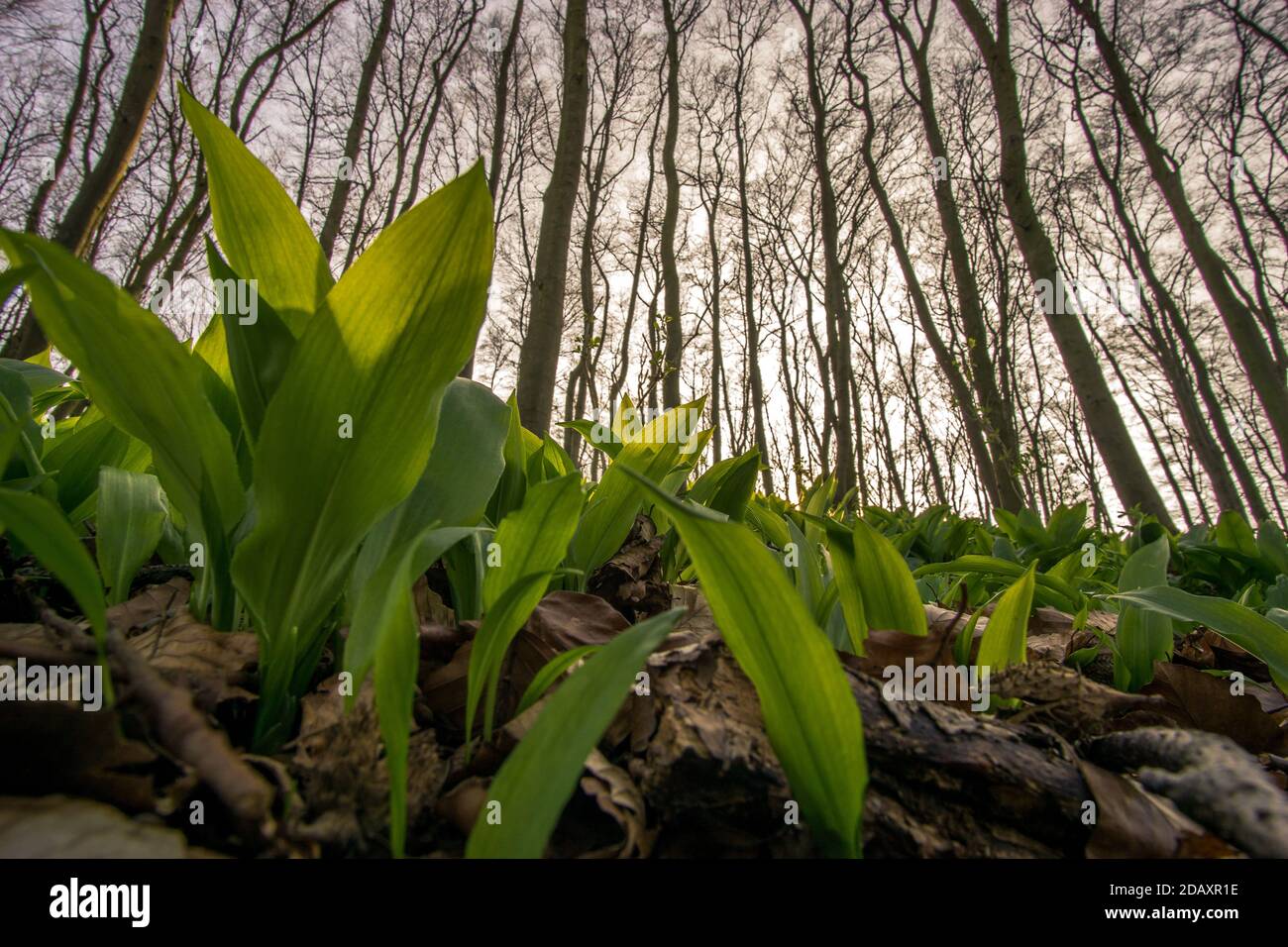 Wild garlic on forest ground Stock Photo - Alamy