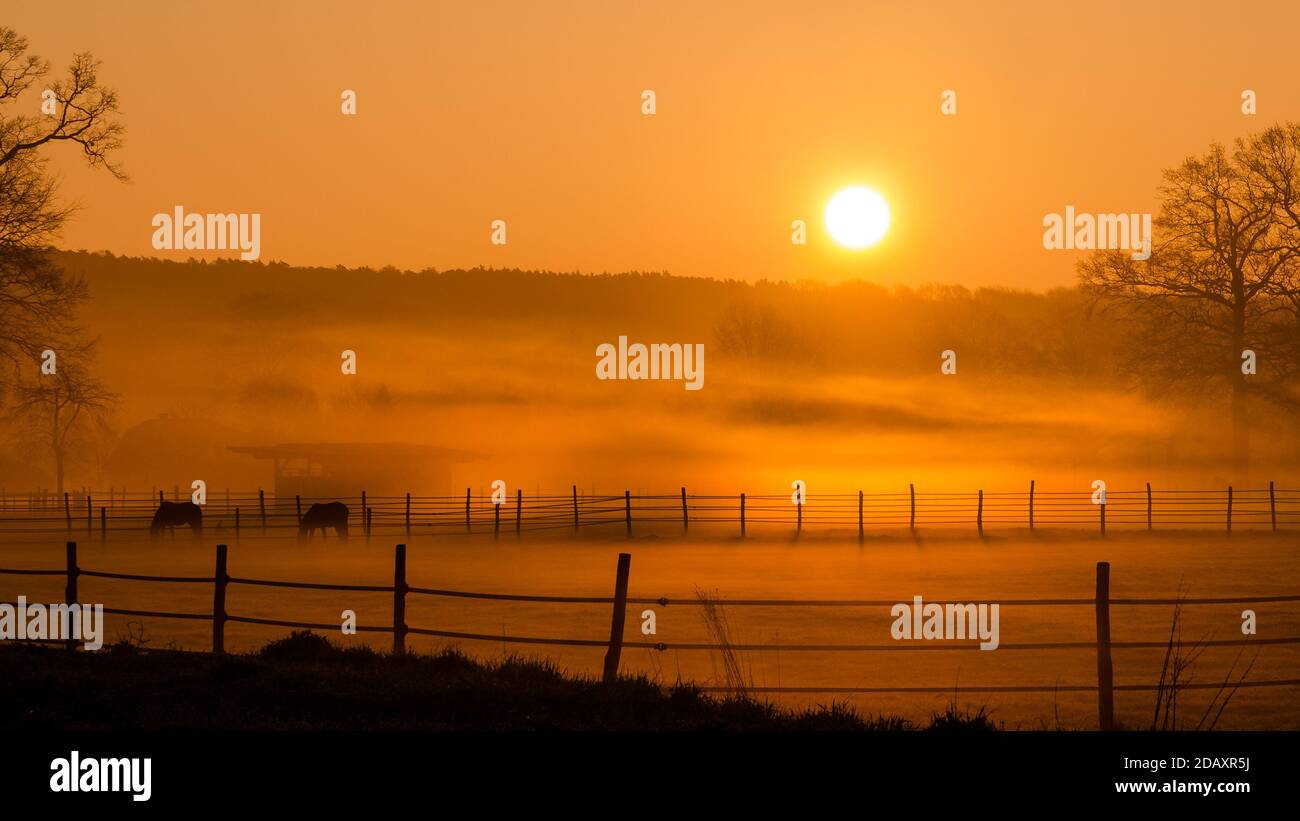 Misty sunrise over pasture with horses and idyllic fence in the ...