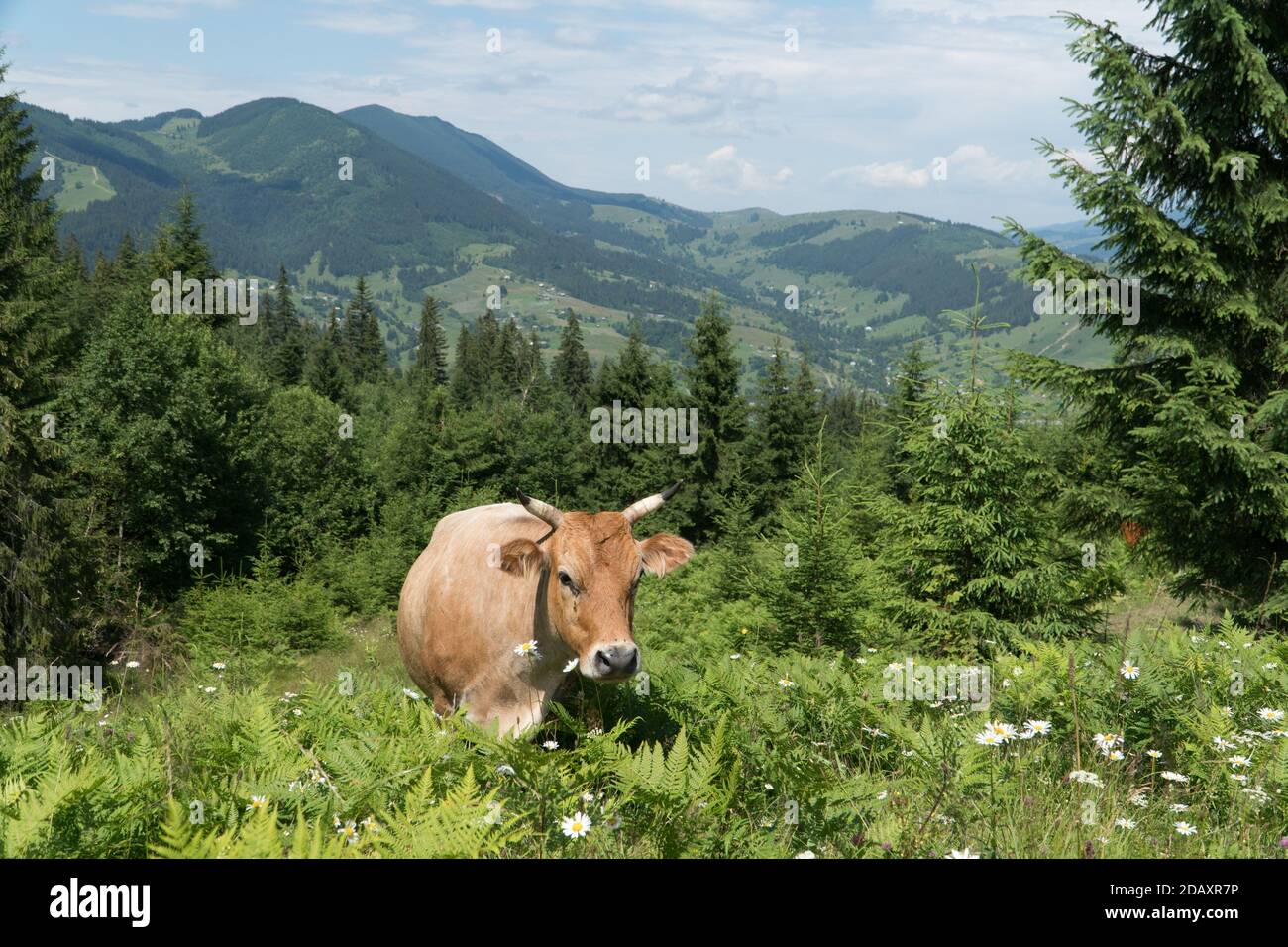 Organic free grazing cows in carpathian mountains in Ukraine. Cattle ...