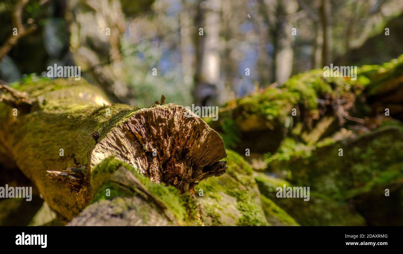 Rotten tree trunk hi-res stock photography and images - Alamy