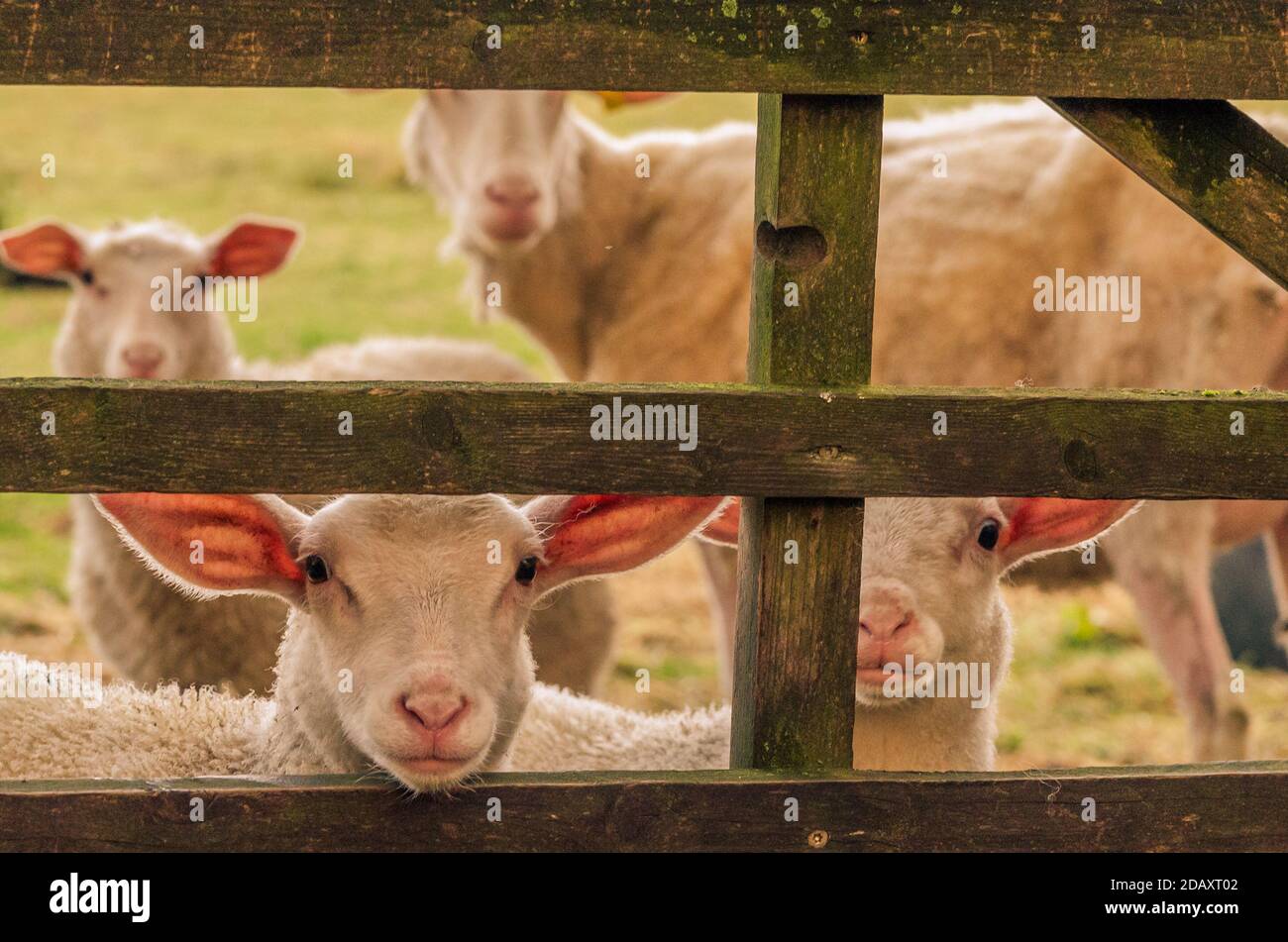 Curious young lambs waiting behind wooden gate Stock Photo - Alamy