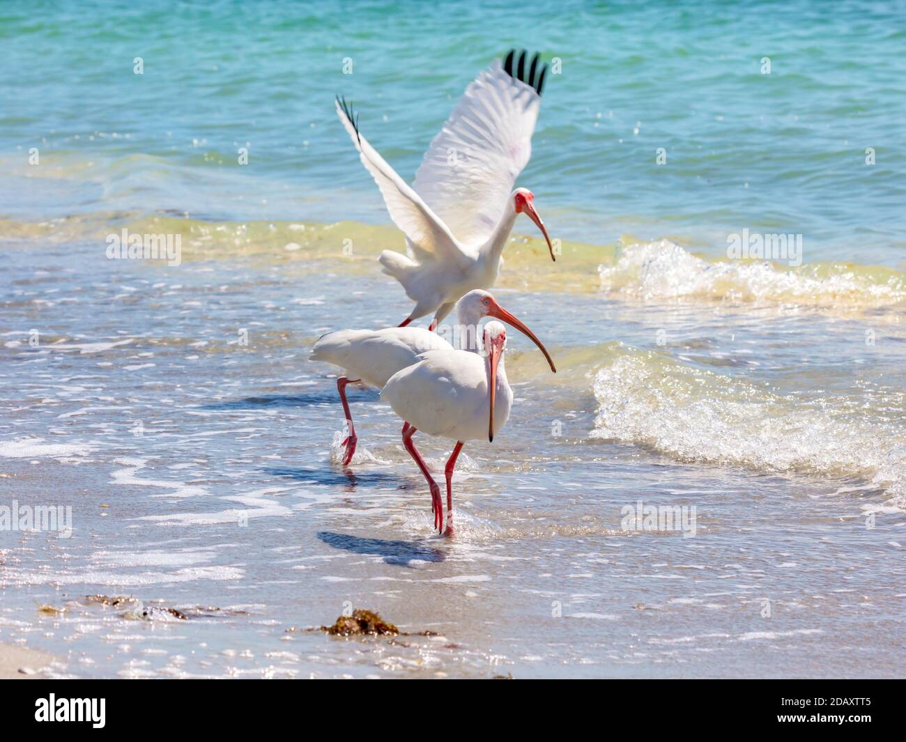White ibis birds on florida hi-res stock photography and images - Alamy