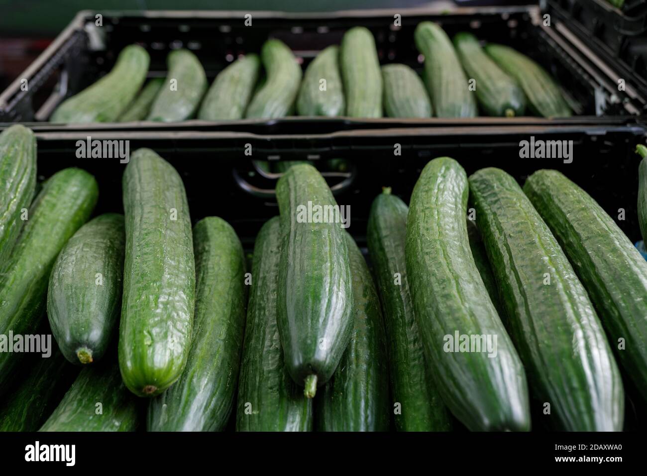 Top view, various type of cucumbers on plastic basket of stall Stock ...