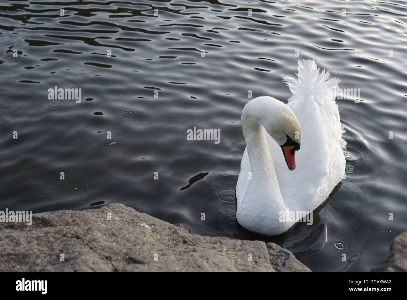Female swan on lake Stock Photo - Alamy