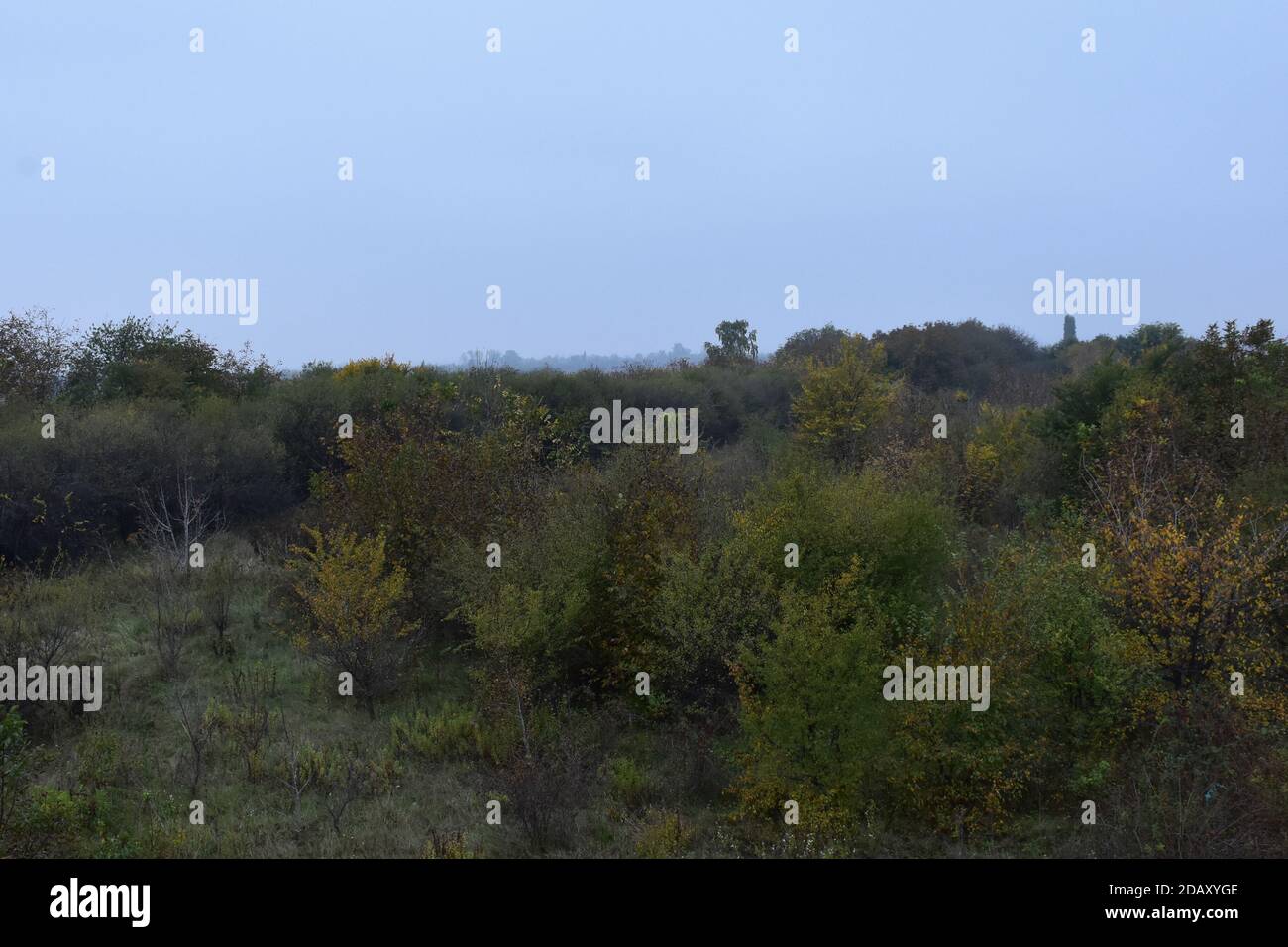 Dense shrubs hi-res stock photography and images - Alamy