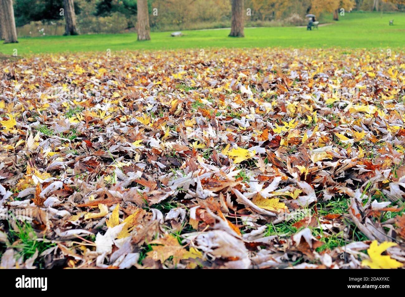 Fallen colorful leaves hi-res stock photography and images - Alamy