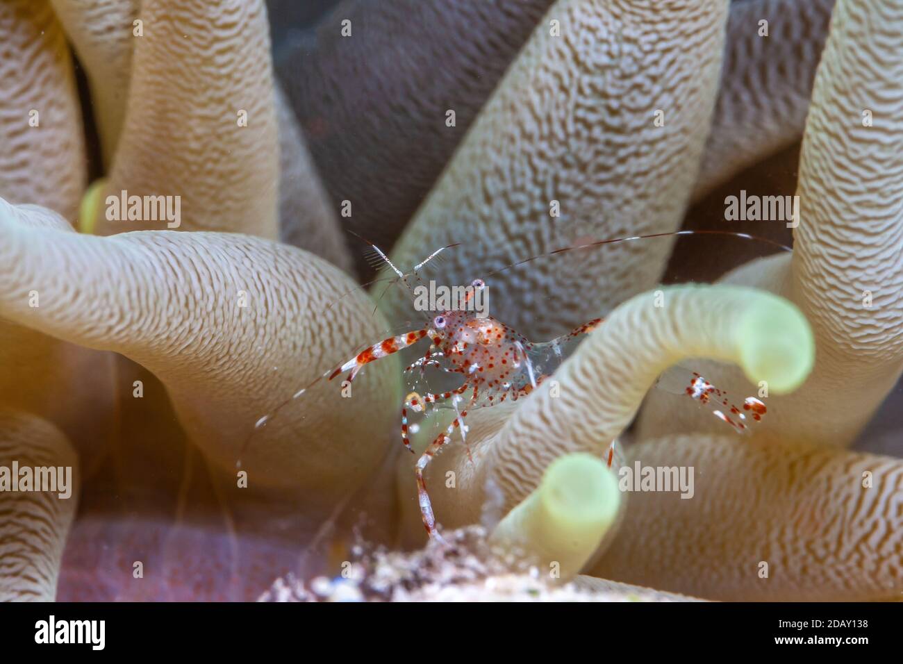 Sea anemones are a group of marine, predatory animals of the order ...
