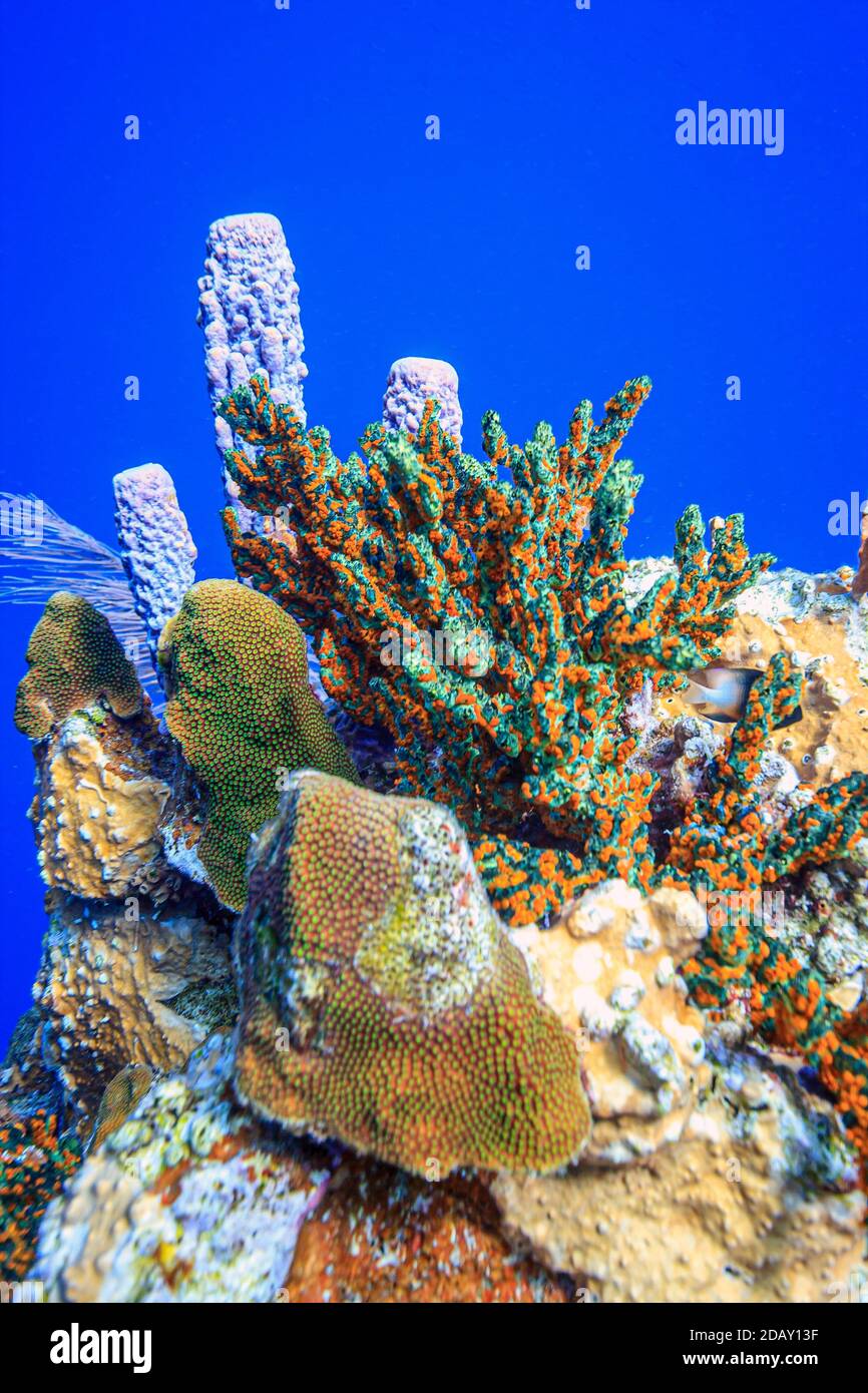 Aplysina archeri, stove-pipe sponge,tube sponge, long tube, structure ...