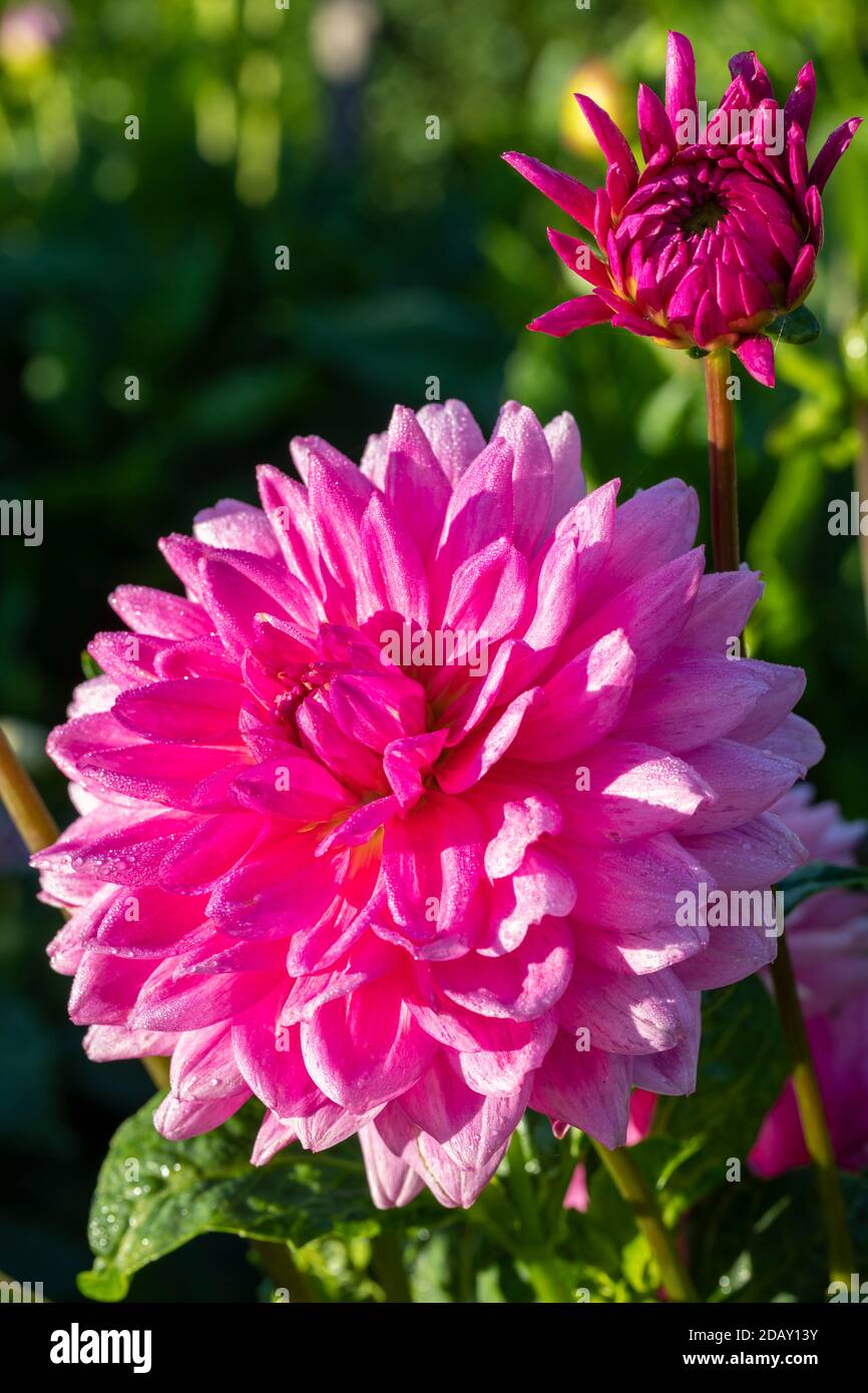 Rosella Plant