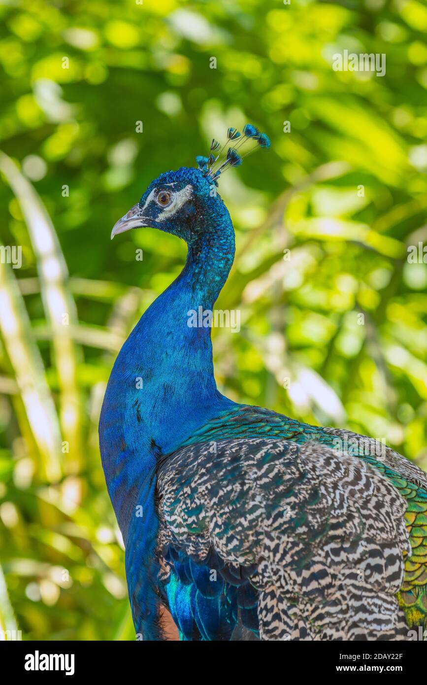 Indian peafowl ,peacock, ,Pavo cristatus, also known as the common ...