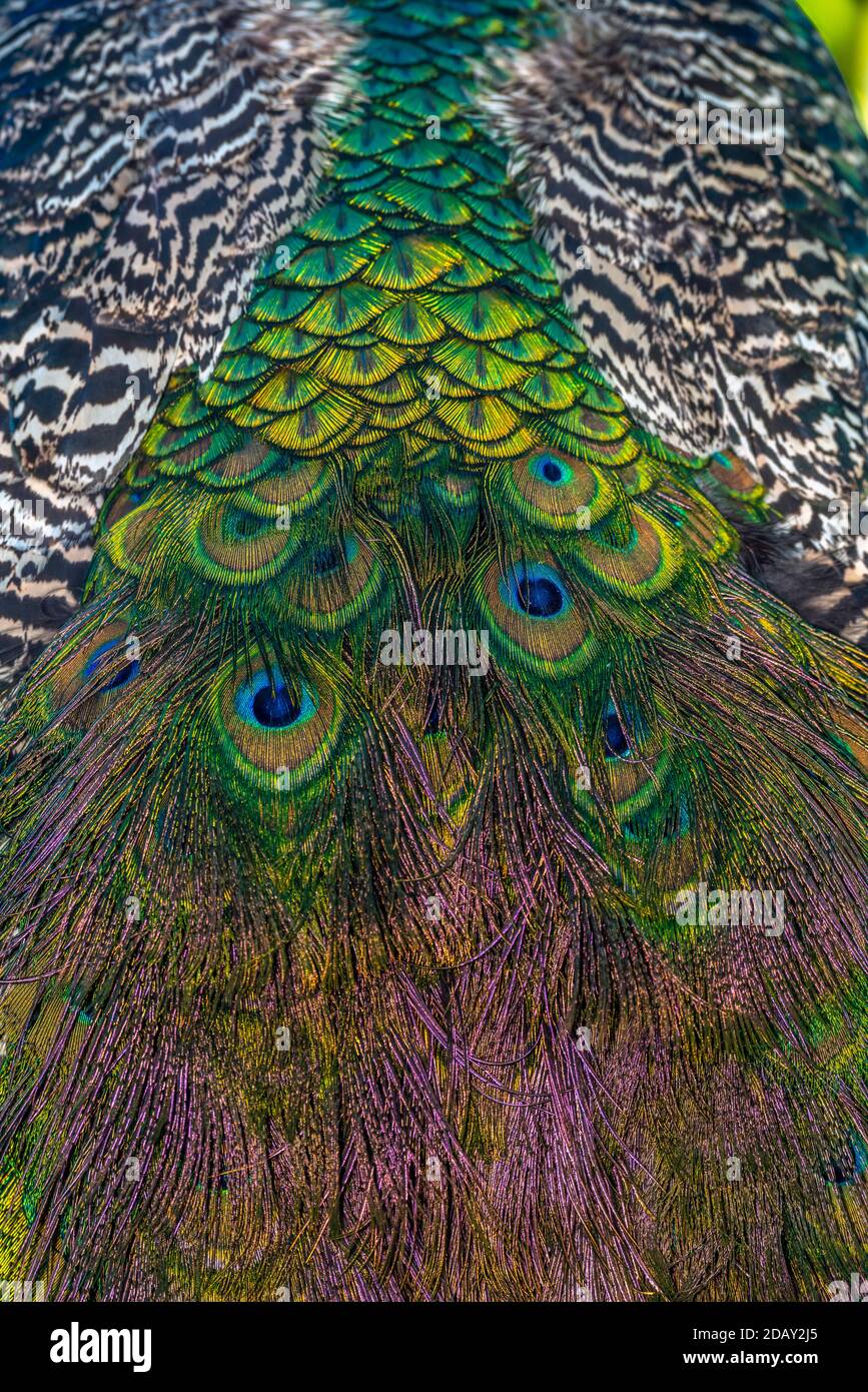 Indian peafowl ,peacock, ,Pavo cristatus, also known as the common peacock, and blue peacock, is ...