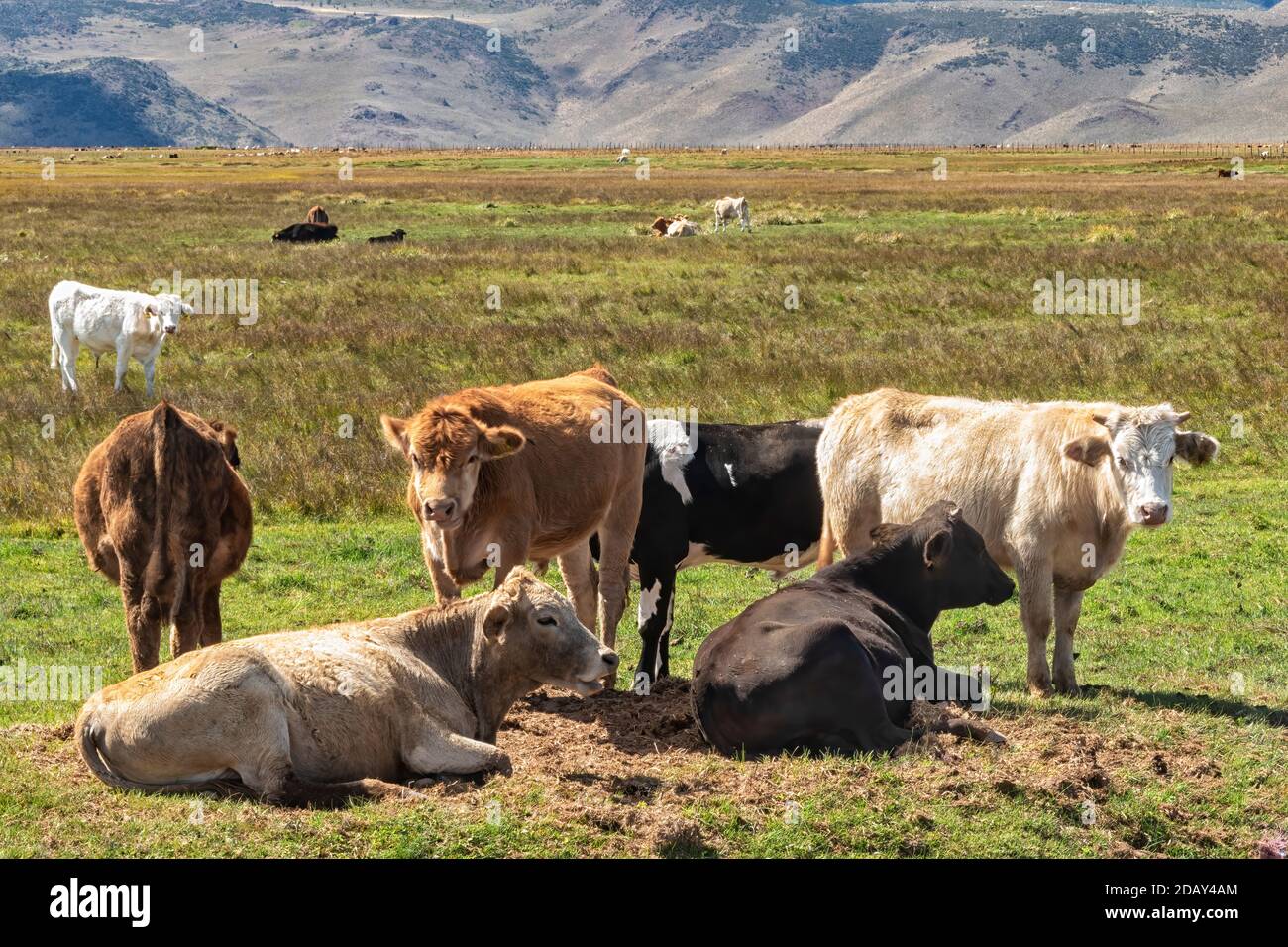 California dairy cow and calf hi-res stock photography and images - Alamy