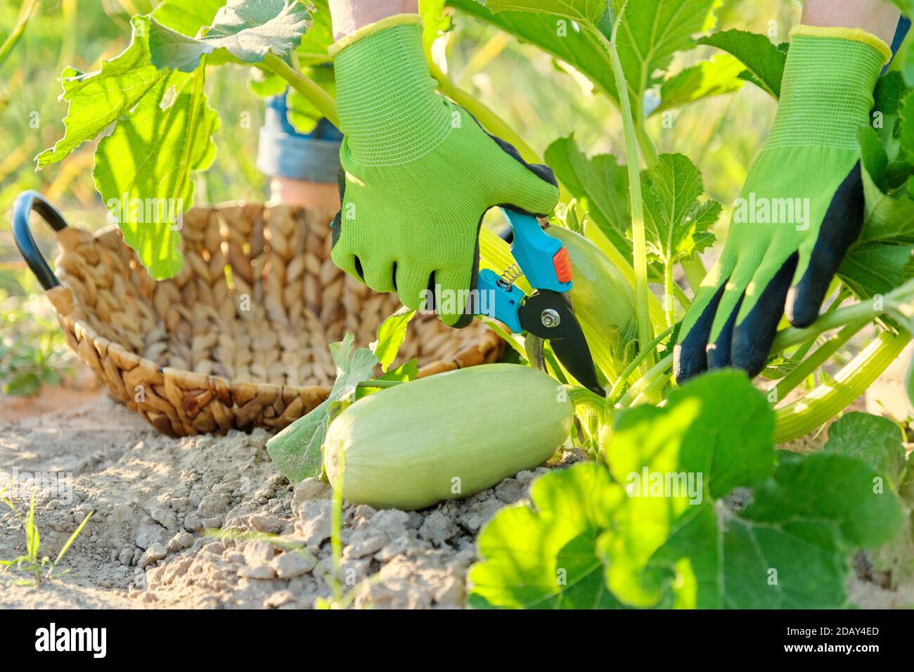 Zucchini harvest in field, farmer's hands with pruner Stock Photo - Alamy
