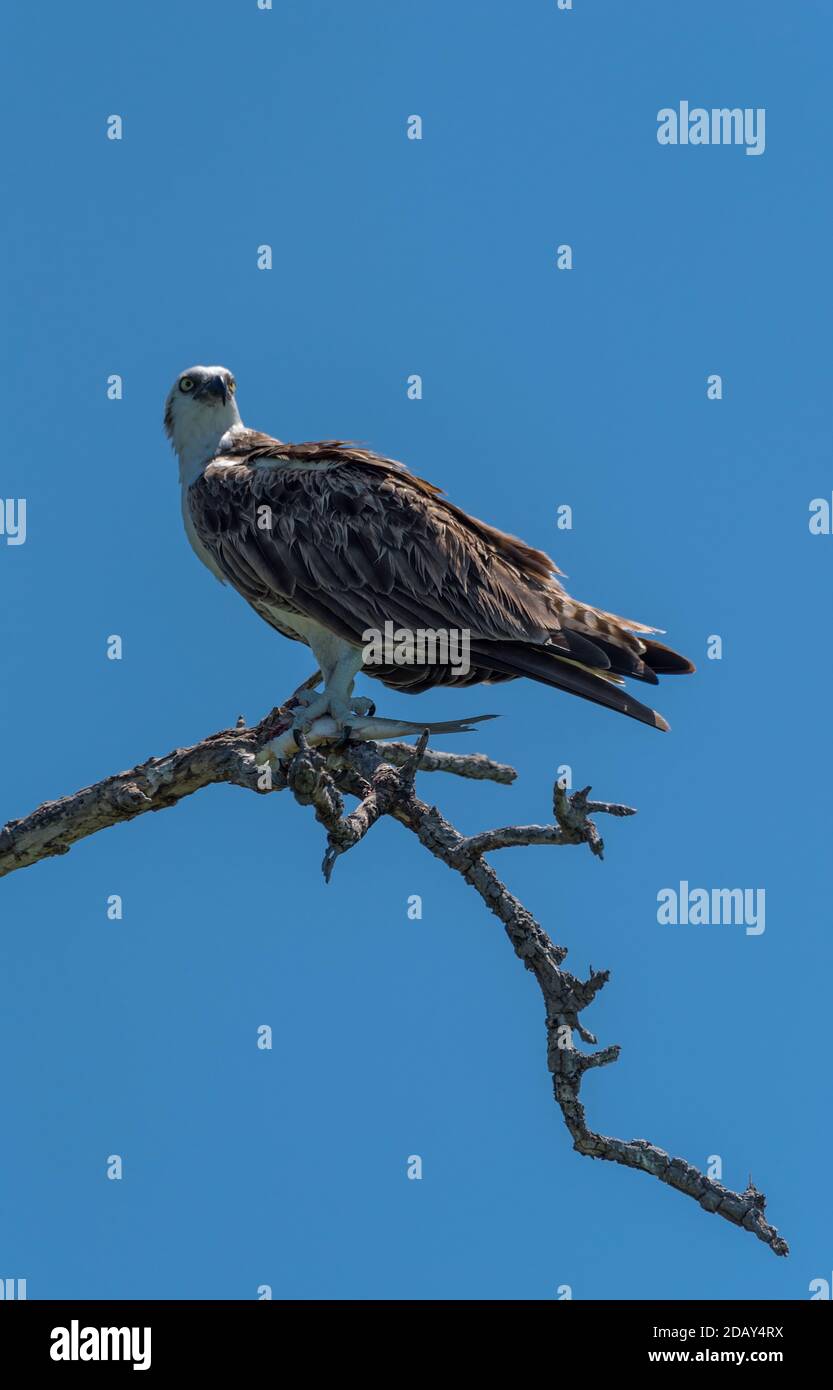 sitting osprey with a fish in its claws, Mexico Stock Photo - Alamy