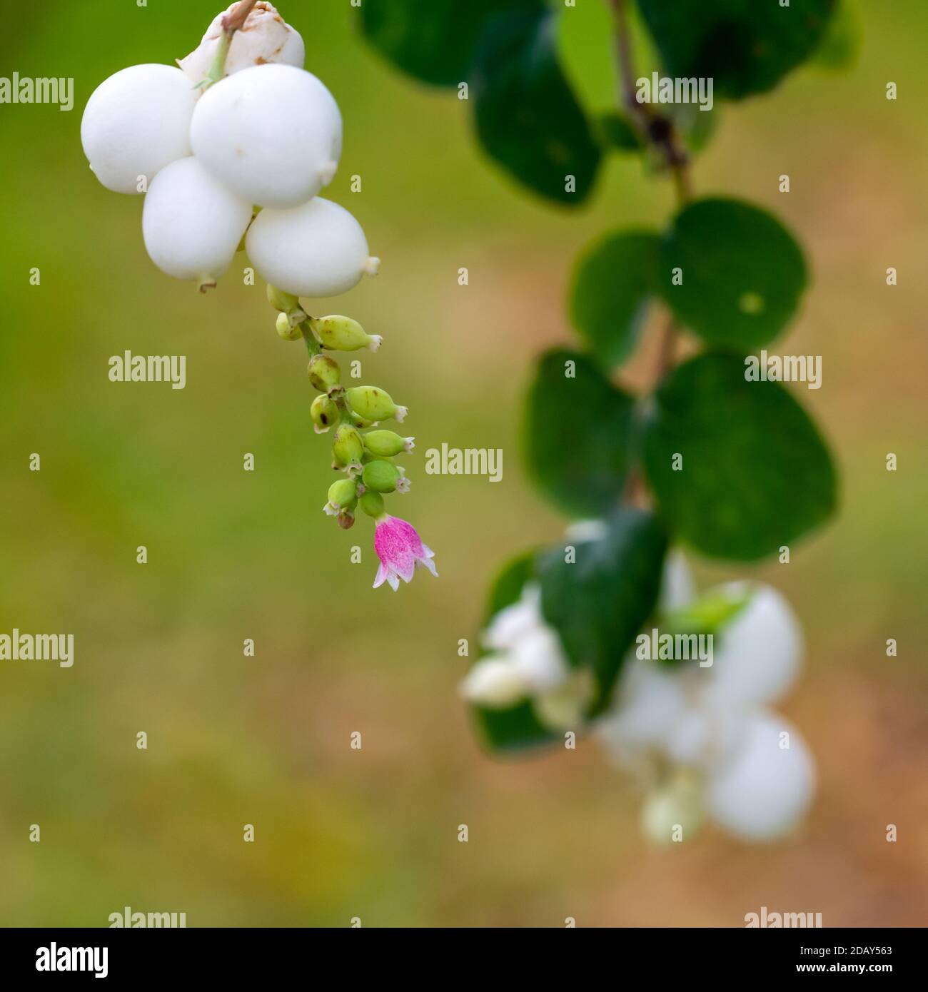 Ghostberry High Resolution Stock Photography and Images - Alamy