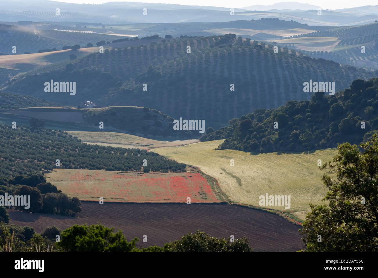 Landscape of the Andalusian countryside in spring at dawn, with large ...