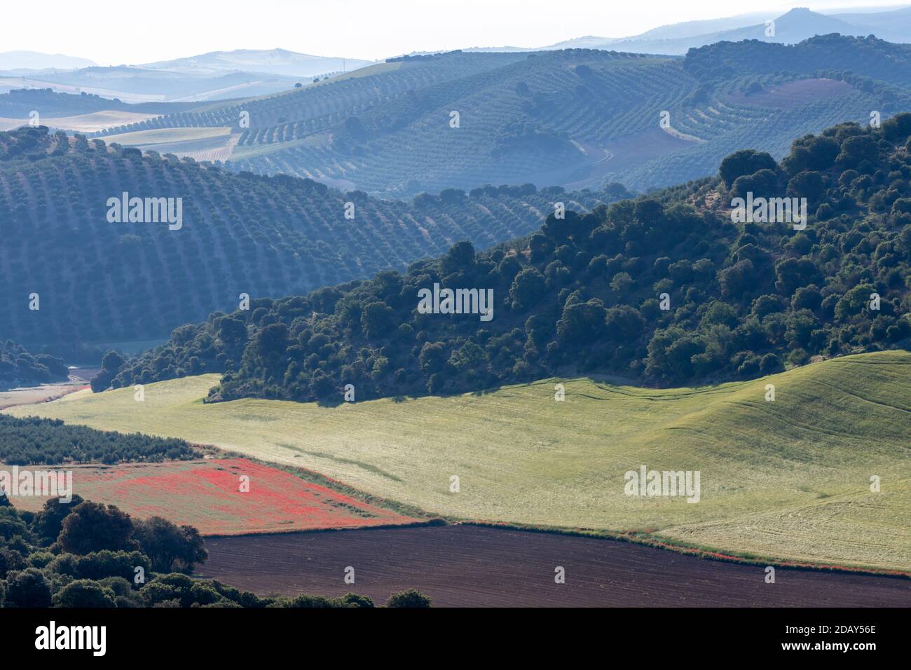 Landscape of the Andalusian countryside in spring at dawn, with large ...