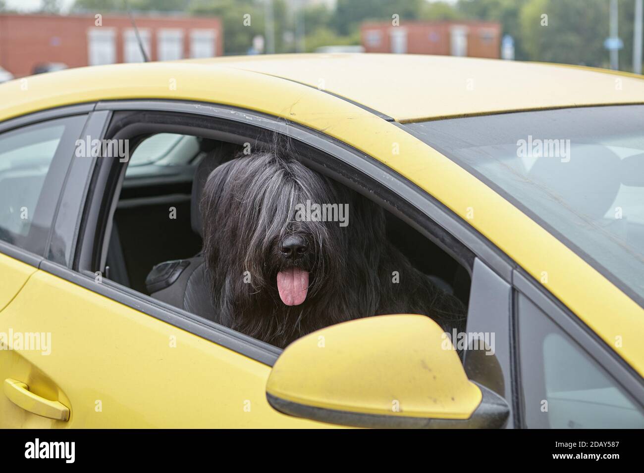 Dog sits inside car with head in opened window Stock Photo - Alamy