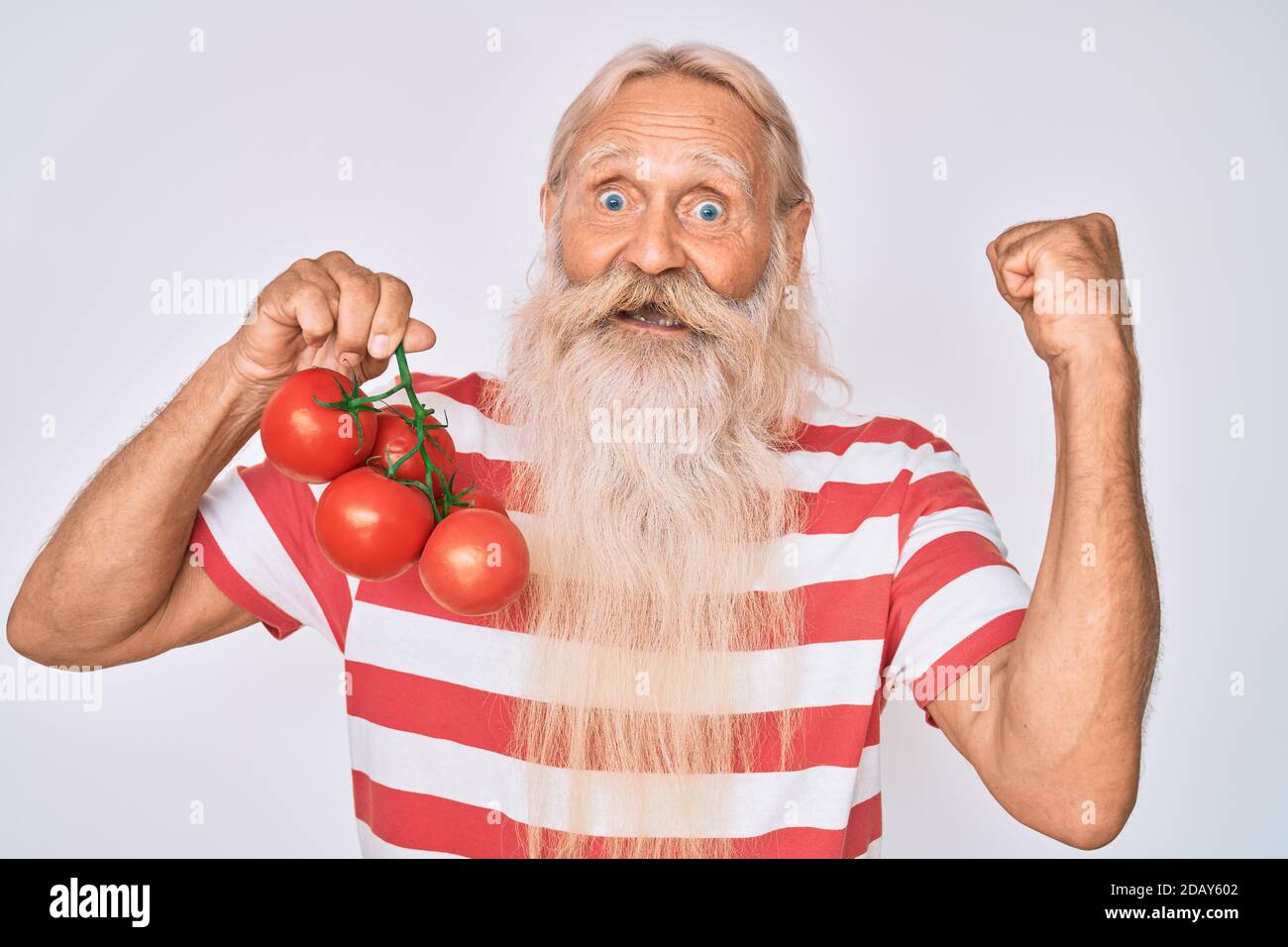 Old senior man with grey hair and long beard holding freh ripe tomatos ...