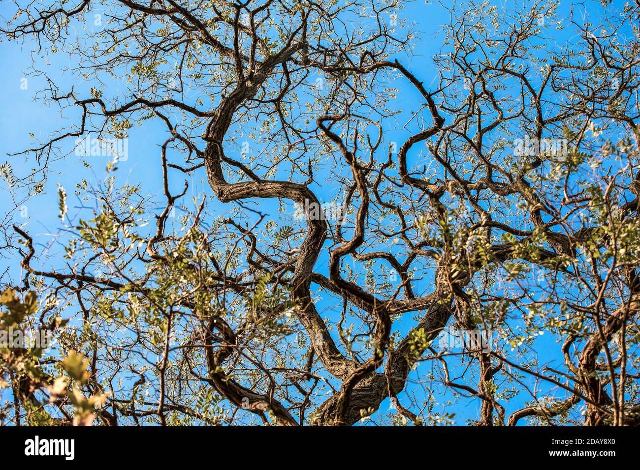False Acatia or black locust branches on the blue autumn sky in a ...