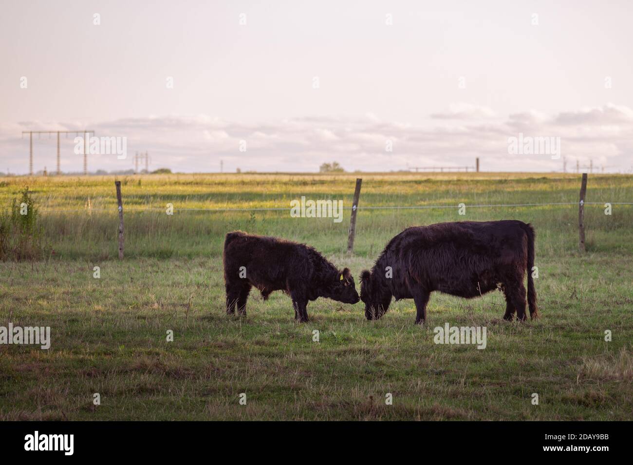 A Galloway calf smelling his mother cow in a lush green pasture in the ...